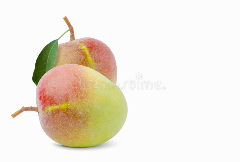 Mango with Poles and Leaves Green, Red of Mango Cultivar R2E2. Stock ...