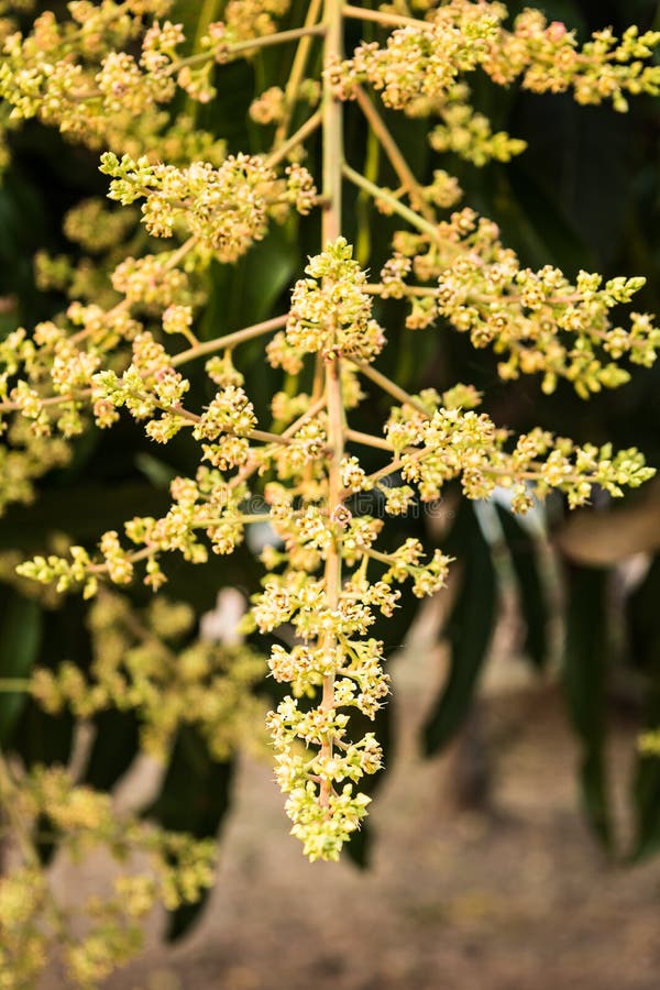 Mango pollen blossoms stock image. Image of macro, lifestyle - 71127415