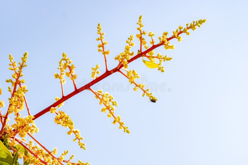 Mango Pollen , Mango Pollen Stock Image - Image of bright, fresh: 137499041