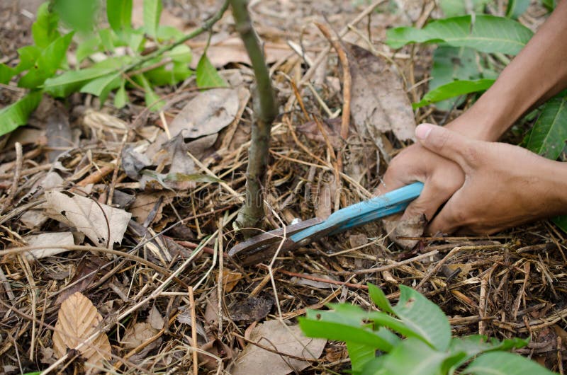 The Mango Pruning Shears To Remove Branches that are Not Comple Stock ...