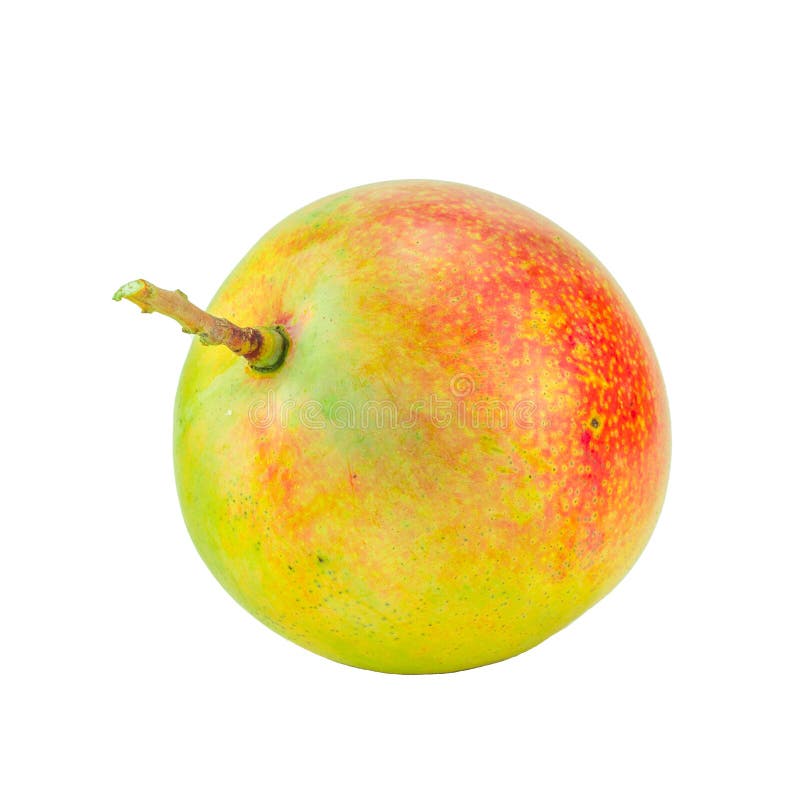 Mango R2e2 stock image. Image of agriculture, green - 249143427