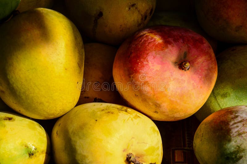 Mango R. 2 E 2 is a New Species of Mango that Has Been Popular Stock ...