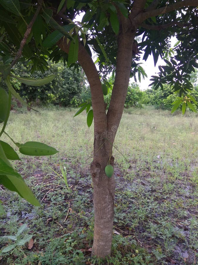 Mango rare tree stock image. Image of rare, mangocrop - 158368541