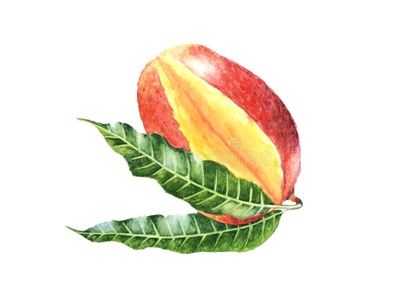 El Fondo Colorido Con La Acuarela Da Fruto Marco Del Mango Fruta Del ...