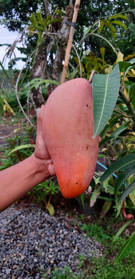 Mango red ivory stock photo. Image of quail, mango, plant - 267306772