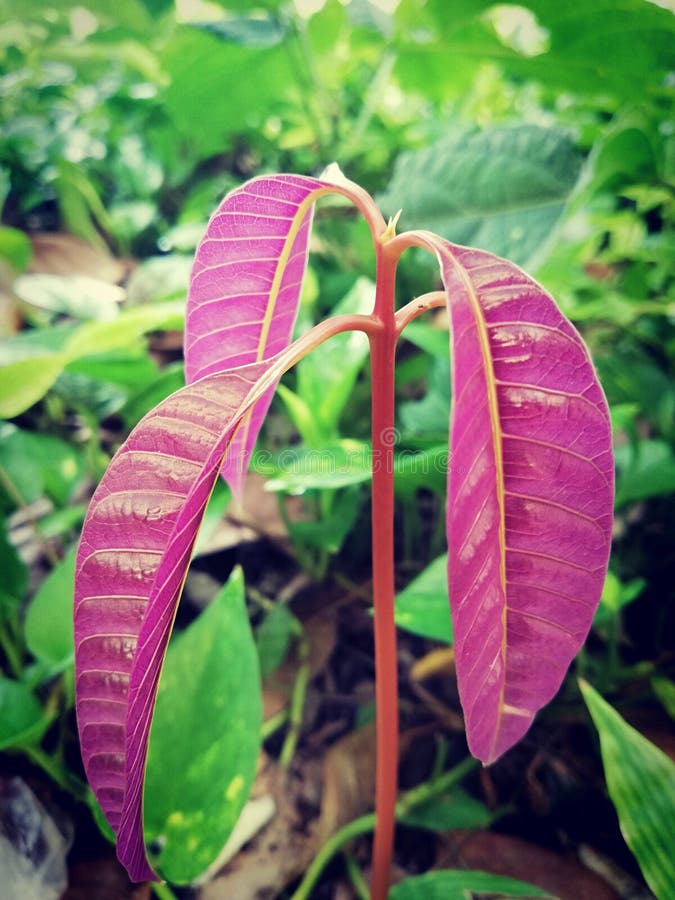 Mango stock image. Image of nature, mango, produce, herb - 192873575