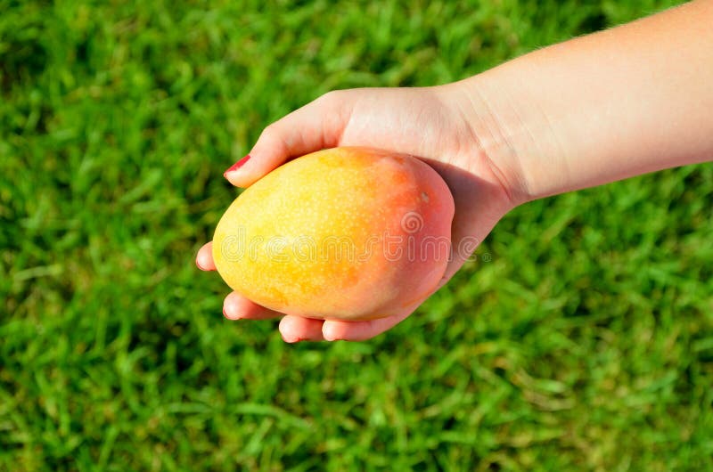 Maya Mango stock photo. Image of juicy, ingredient, israel - 32667382
