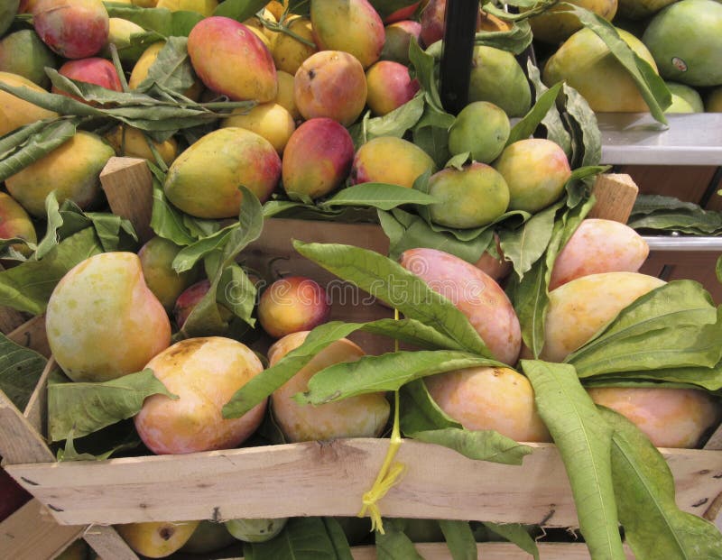 Mango stock photo. Image of nature, sale, mango, organic - 121379340