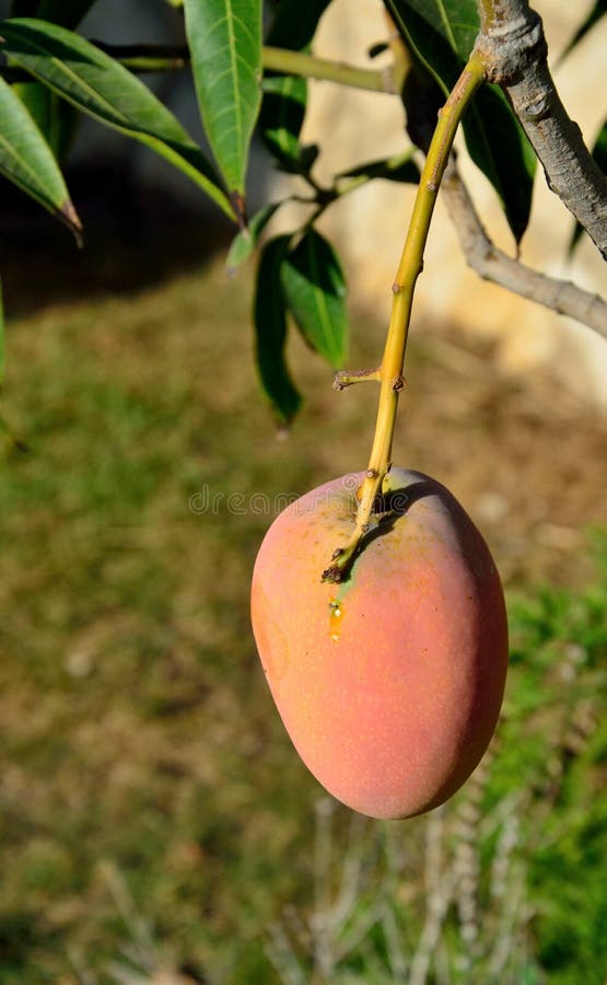 Maya Mango stock photo. Image of juicy, ingredient, israel - 32667382