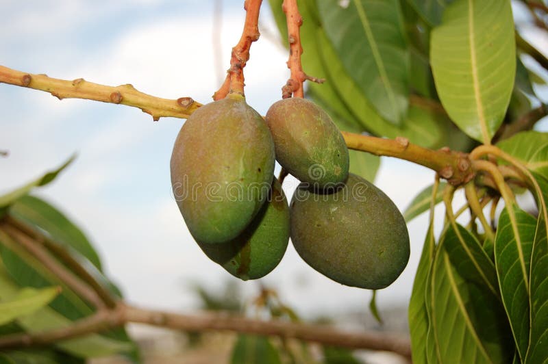 Mango ripening stock image. Image of mango, pink, mangoes - 739933