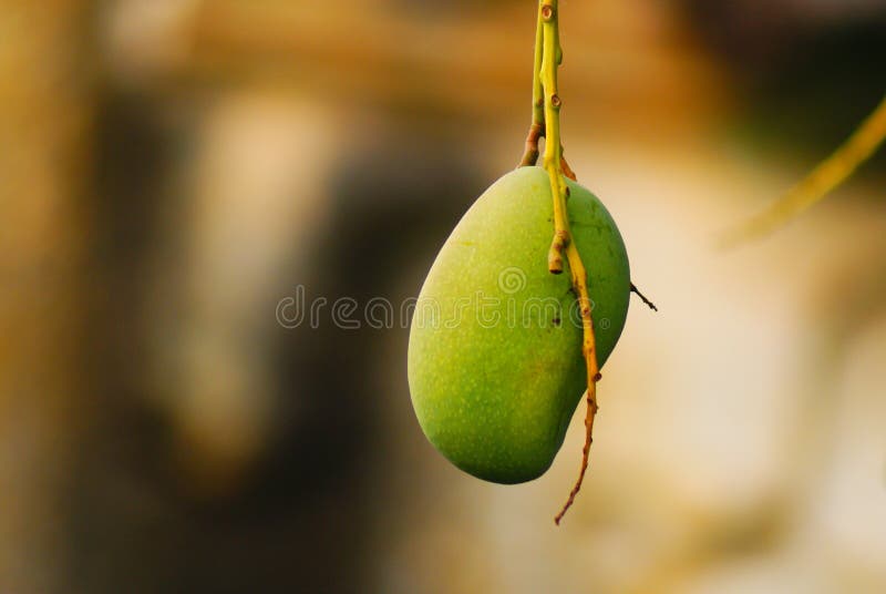 Ripening Mangoes Tree Stock Photos - Download 35 Royalty Free Photos