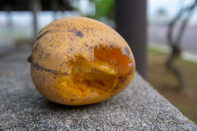 303 Rotten Mango Stock Photos - Free & Royalty-Free Stock Photos from ...