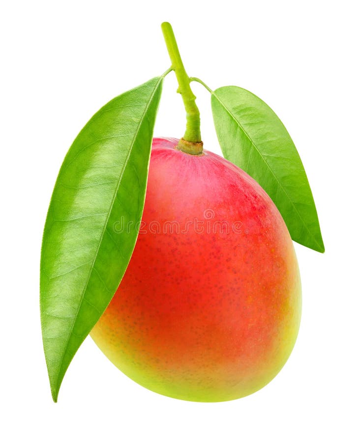 Mango rouge isolÃ© image stock. Image du objet, mangue - 158511677