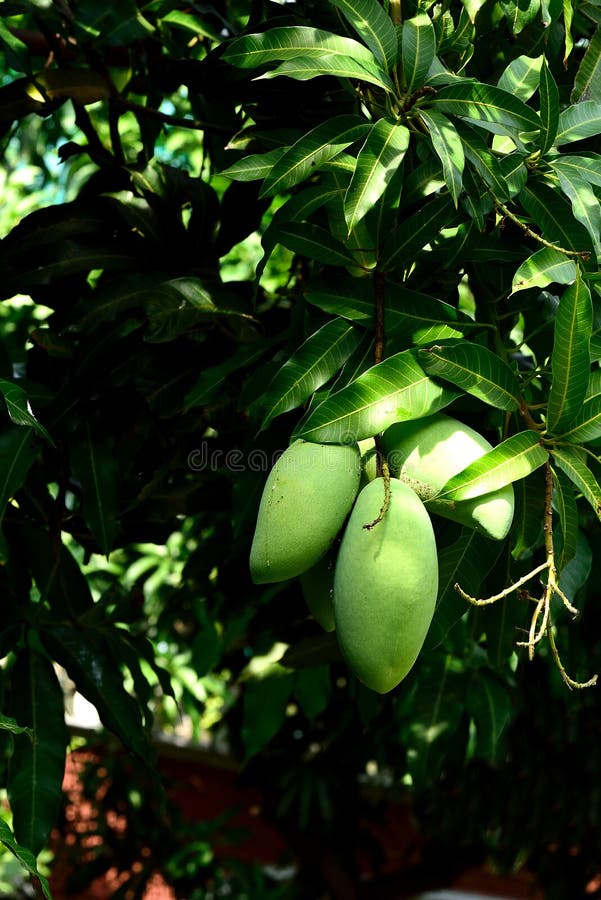 Mangoboom stock foto. Image of tropisch, economisch, takken - 38287020