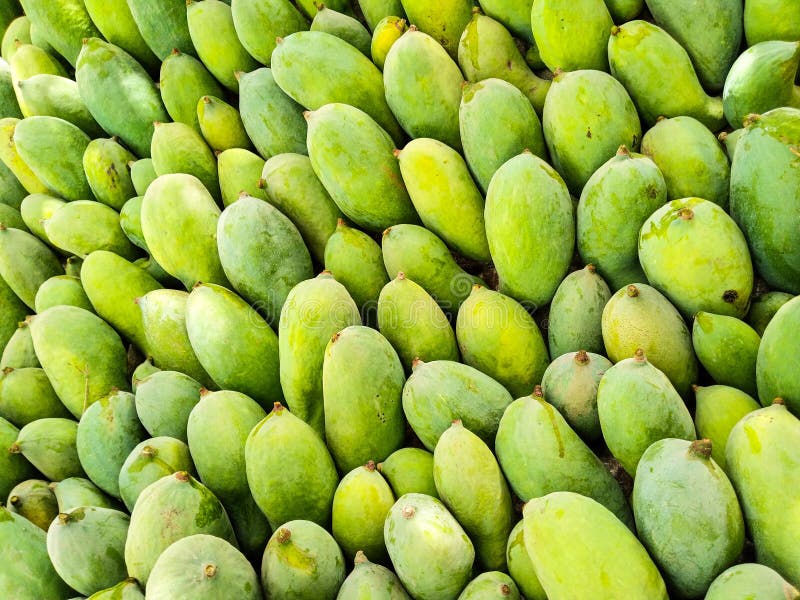Mango S in Garden. Stall of Mango S. Green Fruity Mango Stock Photo ...