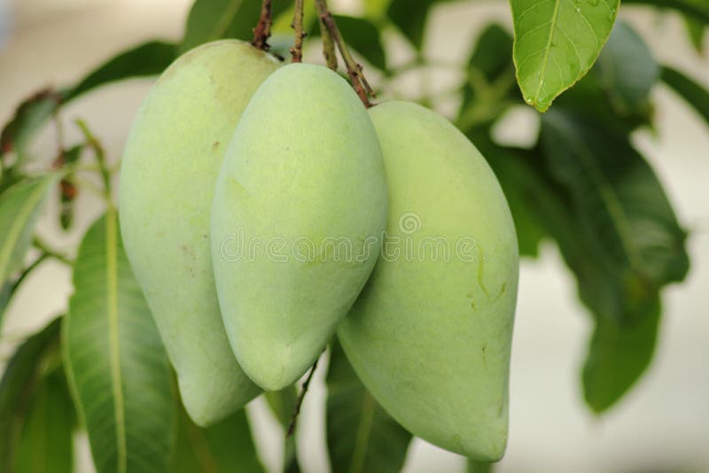 Mango's op een mangoboom stock afbeelding. Image of kleur - 30935341