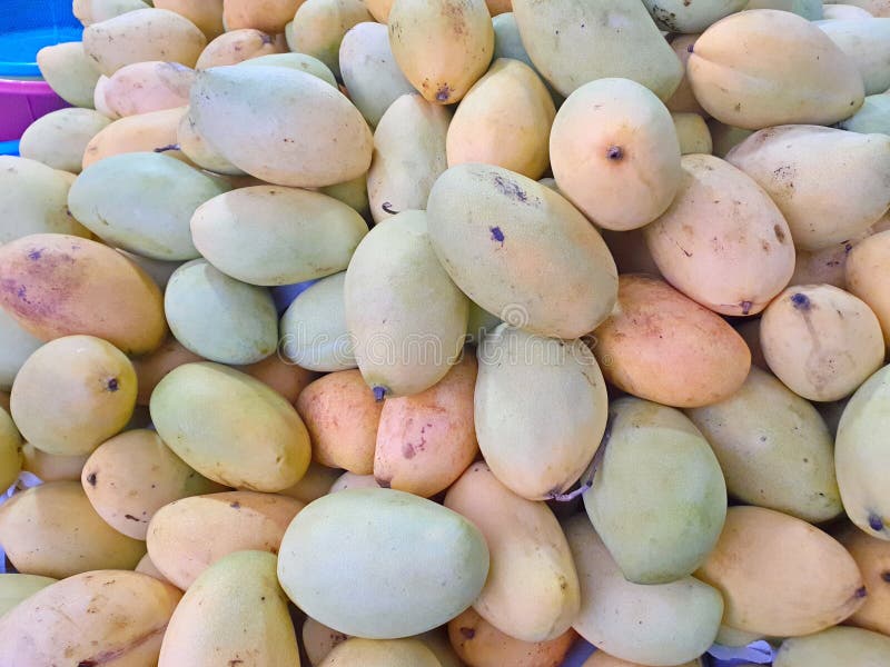 Mango on sale stock photo. Image of green, exotic, food - 282437692