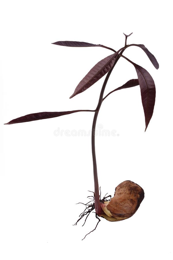 A Sapling of Mango Tree Plant is Naturally Grown Out of Grass Farm ...