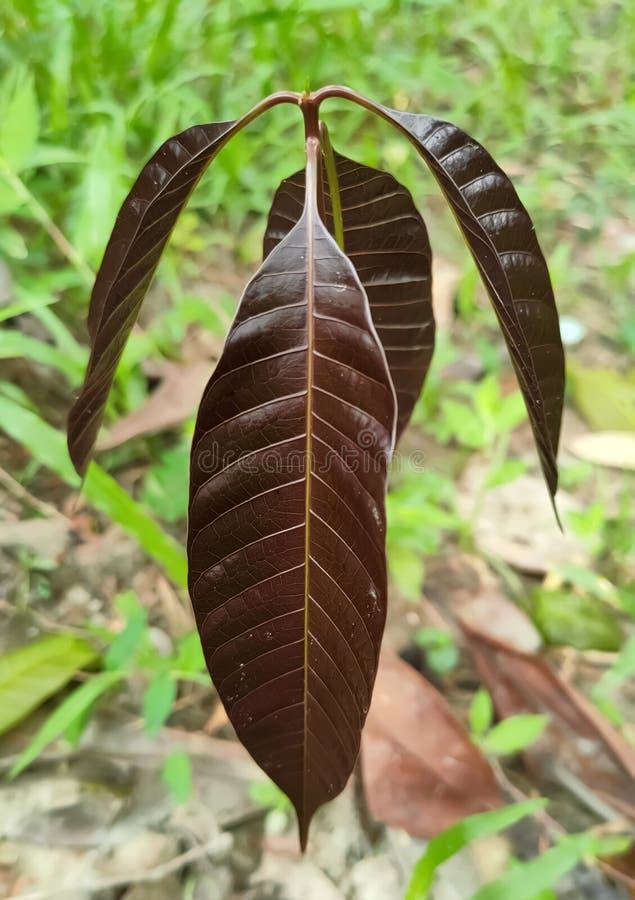 A Mango Sapling with Textured Brown Leaves Stock Image - Image of ...