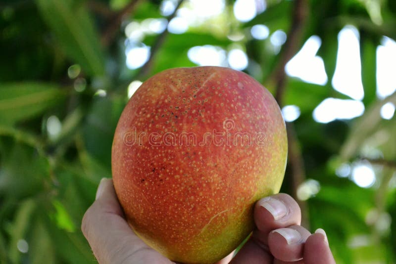 Mango season stock photo. Image of tree, subtropical - 54396096