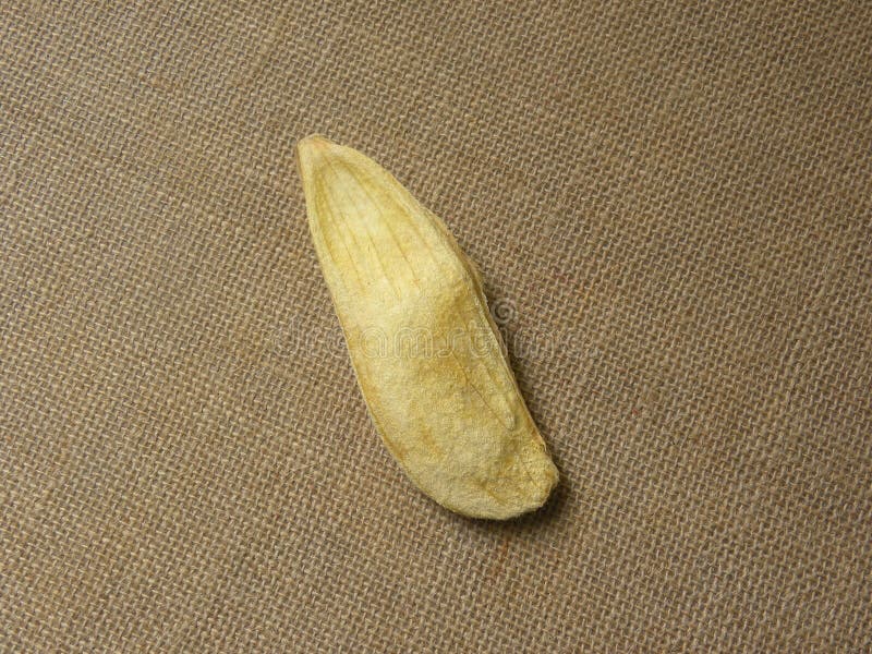 Mango seed coat stock image. Image of closeup, single - 181414341