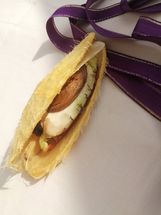 Embryo inside mother stock photo. Image of motherhood - 178062584