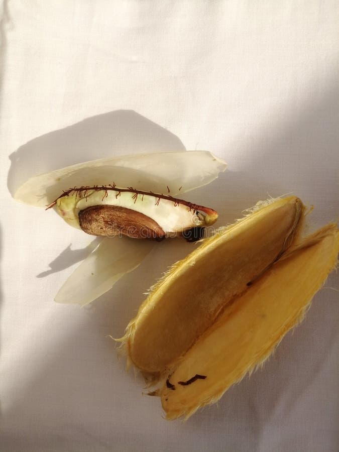 The Mango Seed And The Contents Inside It Of A Germinated Embryo During ...
