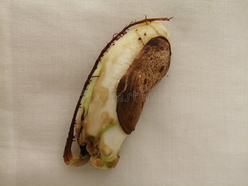 Embryo inside mother stock photo. Image of motherhood - 178062584