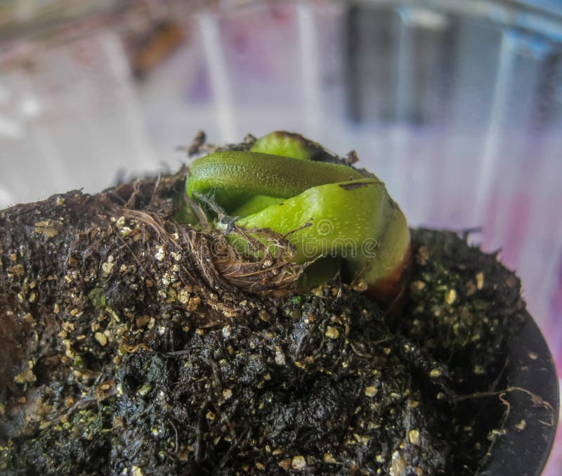 Mango Seed Have Been Planted. New Sprout Stock Image - Image of soil ...