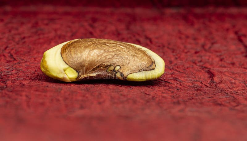 Mango seed pit stock photo. Image of seedling, sprout - 181414310