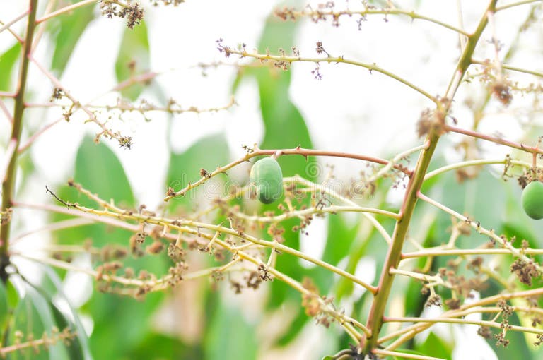 Mango Seed and Mango Flowers on the Tree Stock Photo - Image of mango ...