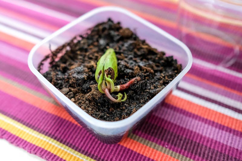 The Mango Seed is Planted in the Ground. New Sprout Stock Image - Image ...