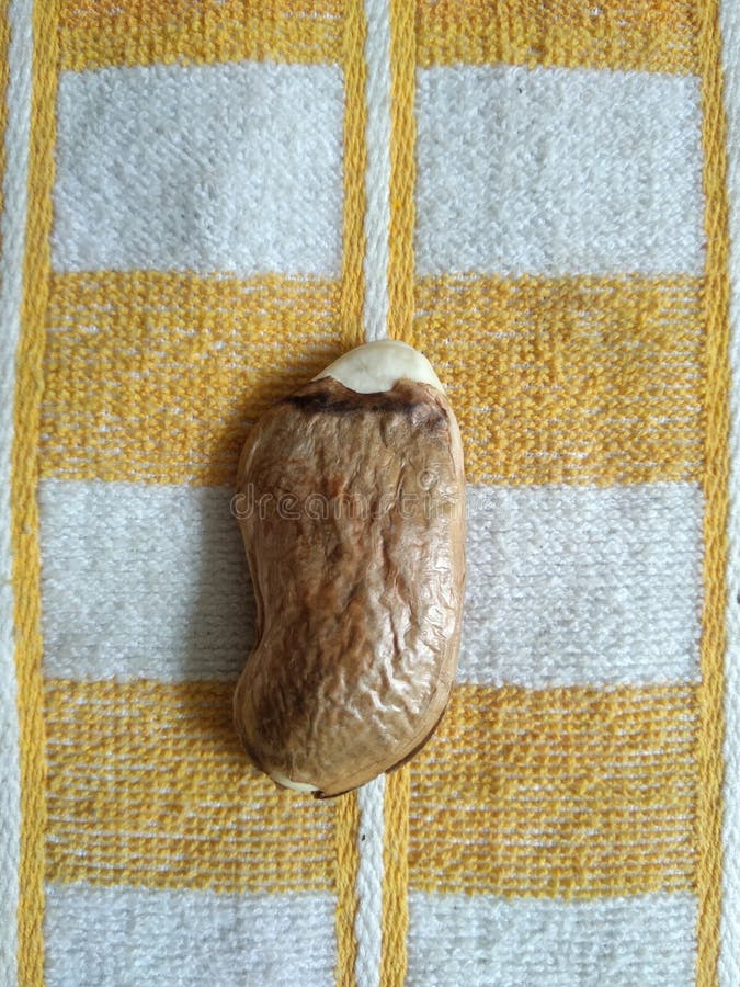 Mango Seed without Shell Close Up Photo Isolated Stock Photo - Image of ...