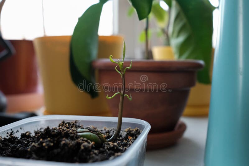 Mango Seed Sprouted. Green Sprout Stock Photo - Image of mango ...
