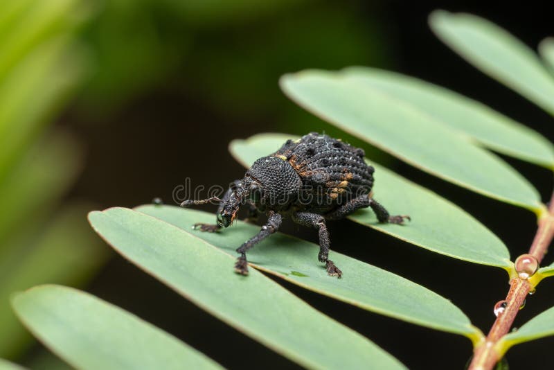 Mango Seed Weevil Walking on Leafs Stock Image - Image of borer, leafs ...