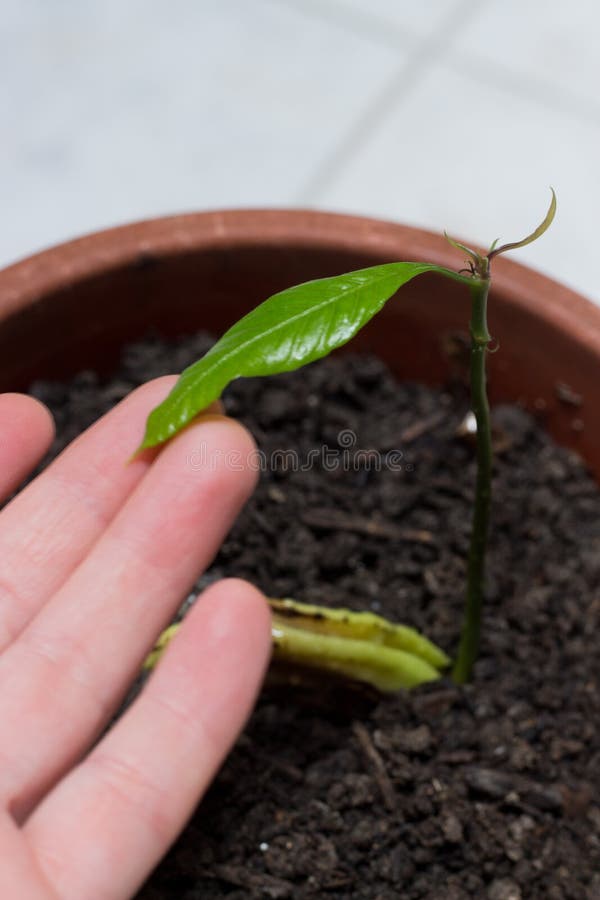 Mango Seedling. Mango Sprout in a Brown Pot Stock Image - Image of ...