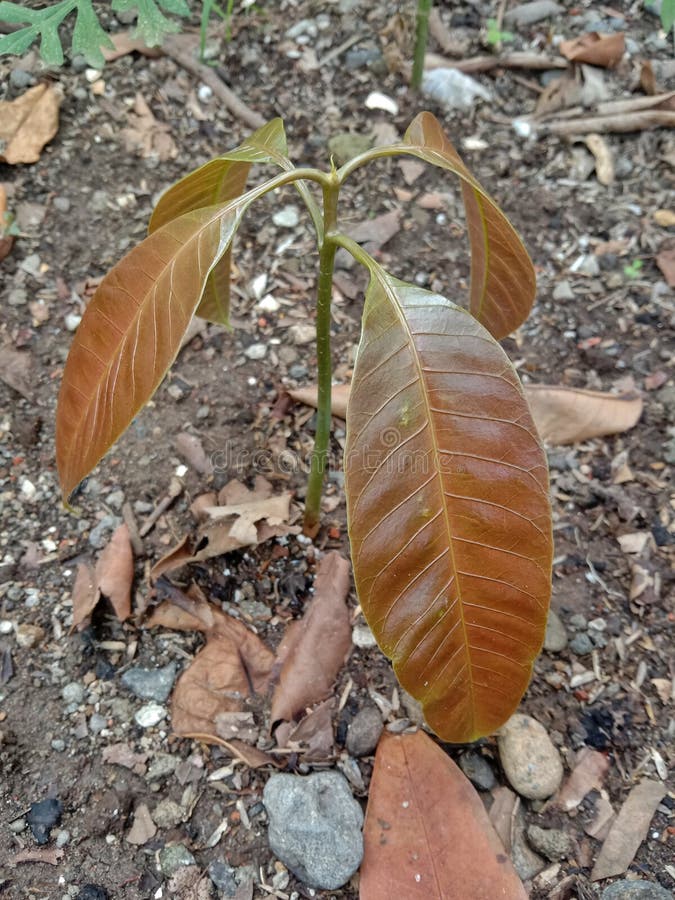 Mango seedling in the yard stock image. Image of leaf - 265306693