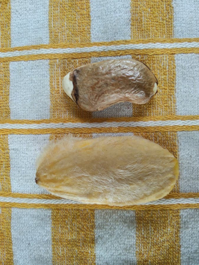 Mango Seed with Shell and without Shell. Mango Seed Close Up Stock ...