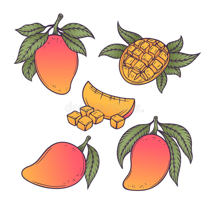 Mango Set. Collection of Tropical Fruit Design Elements in Flat Line ...