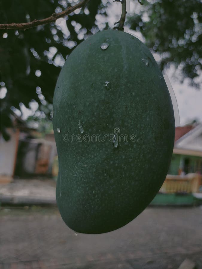 Mango shoot after rain stock photo. Image of rain, mango - 201637320