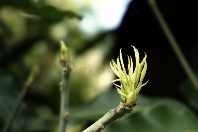 Mango shooting tree stock photo. Image of grow, growth - 88540970