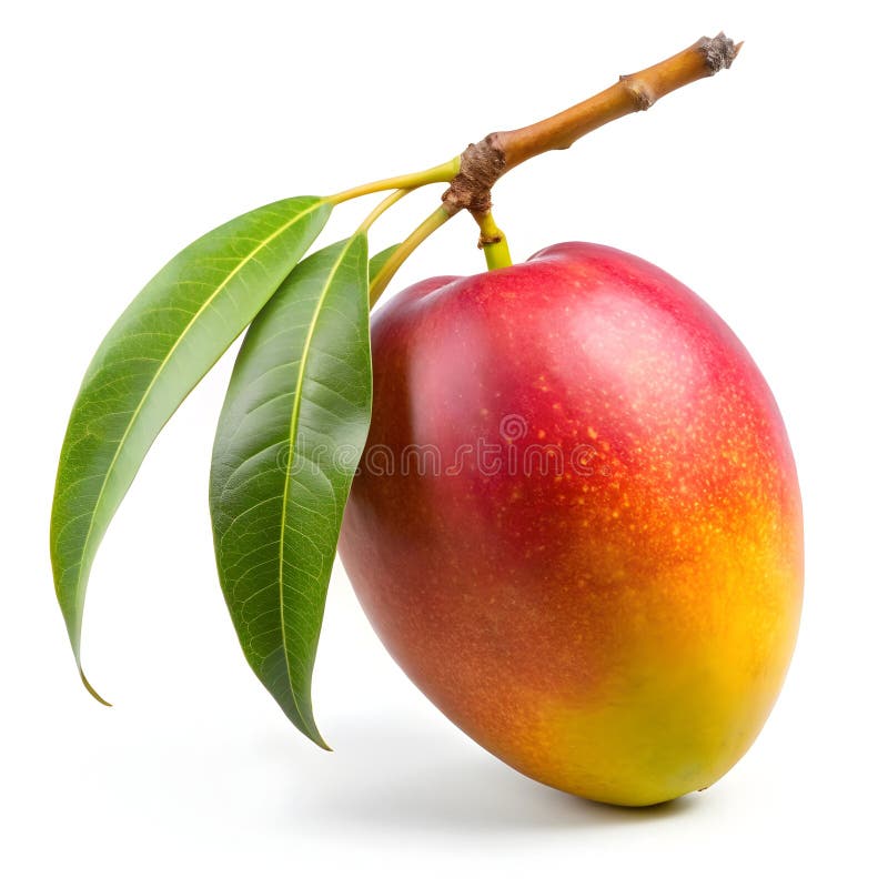 Mango Single Branch on Whit Background Stock Illustration ...