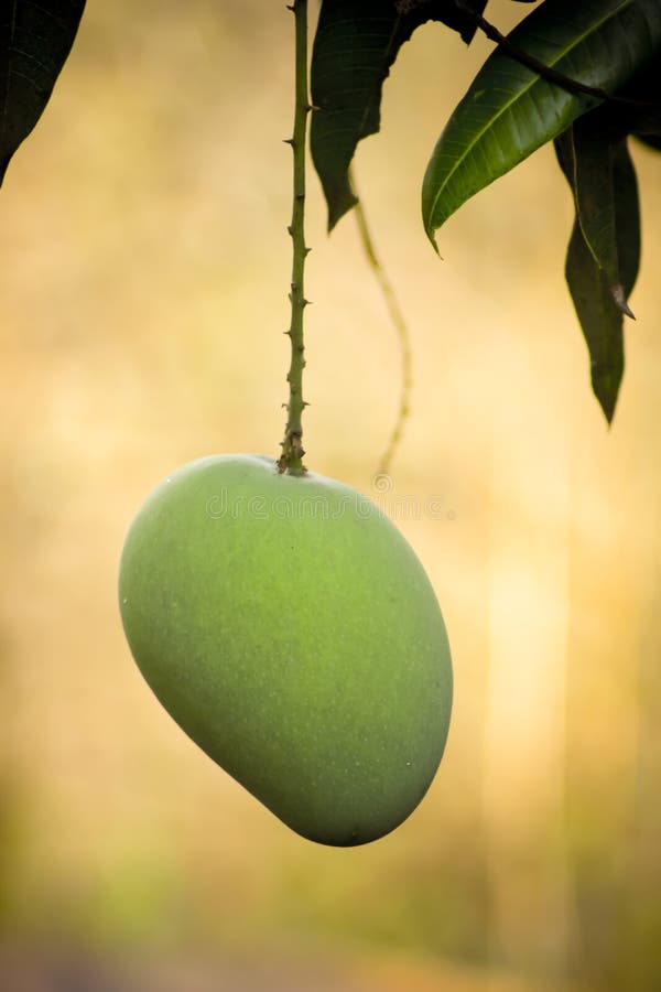 8,338 Single Mango Photos - Free & Royalty-Free Stock Photos from ...