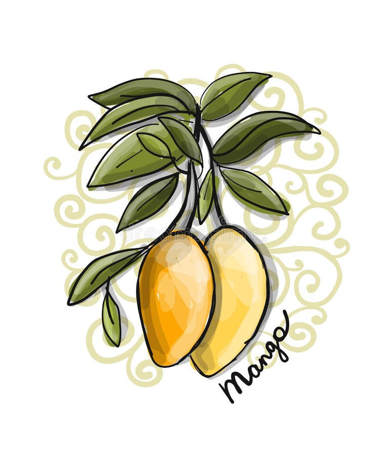Mango, Sketch for Your Design Stock Vector - Illustration of drawn ...