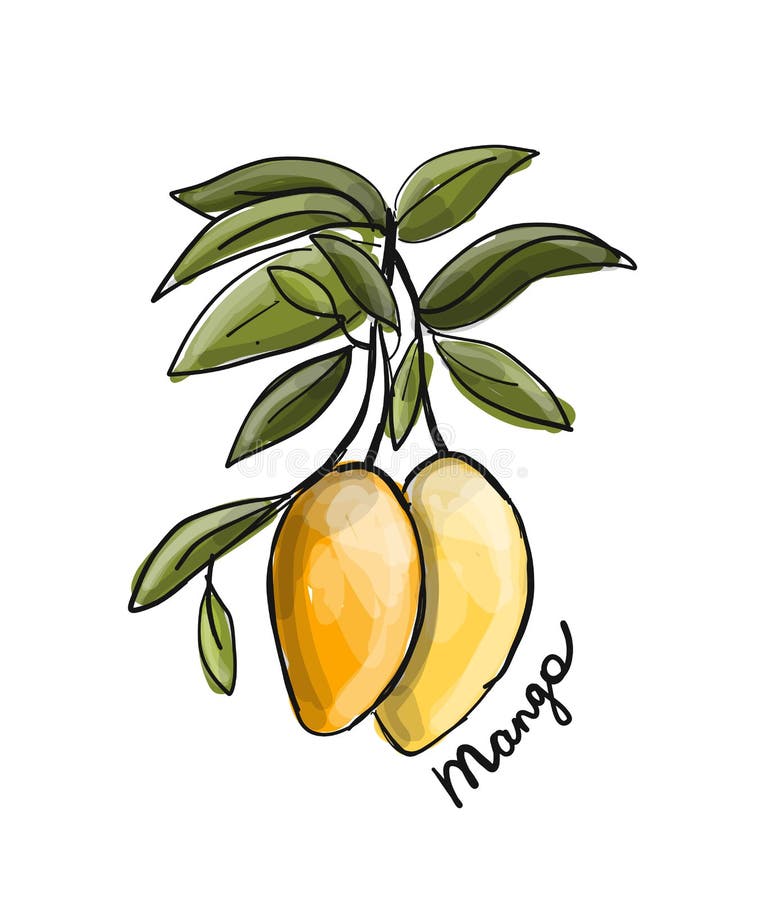 Mango in Sketch Style on White Background with Flower Stock Vector ...