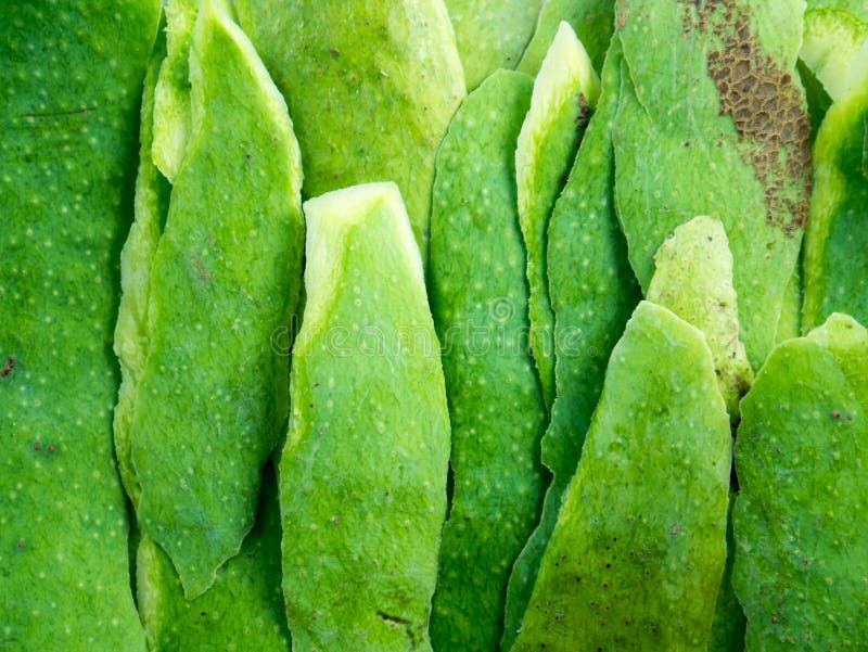 Mango skin stock photo. Image of healthy, fresh, full - 24053176