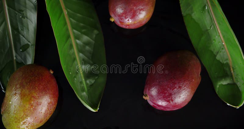 Wet Mango with Water Dripping on it Stock Video - Video of droplet ...