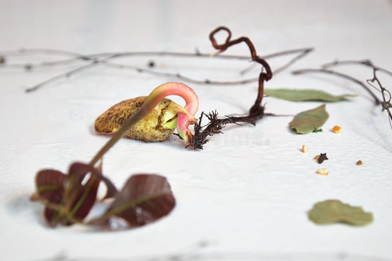 Mango Sprout on Its Way To New Pot Stock Photo - Image of colors ...