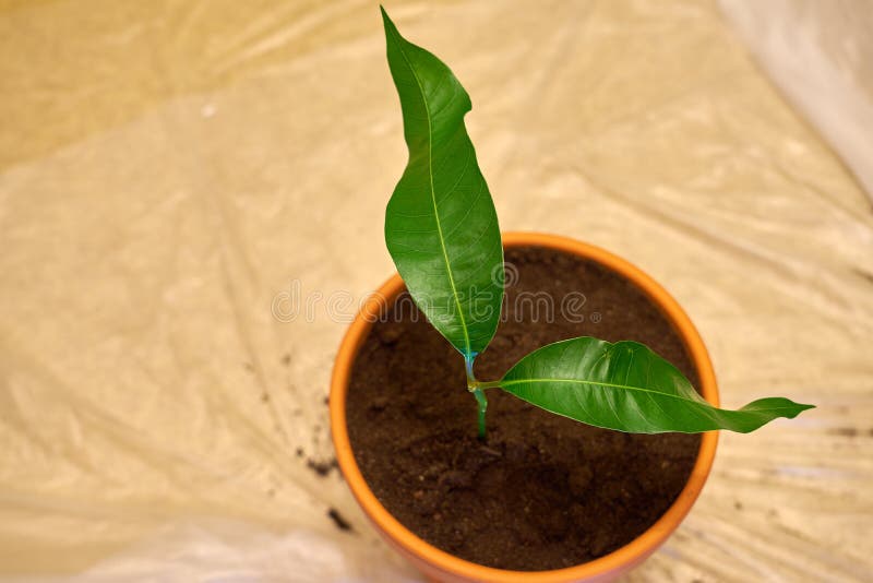 A Mango Sprout Planted in a Pot Stock Photo - Image of farm ...