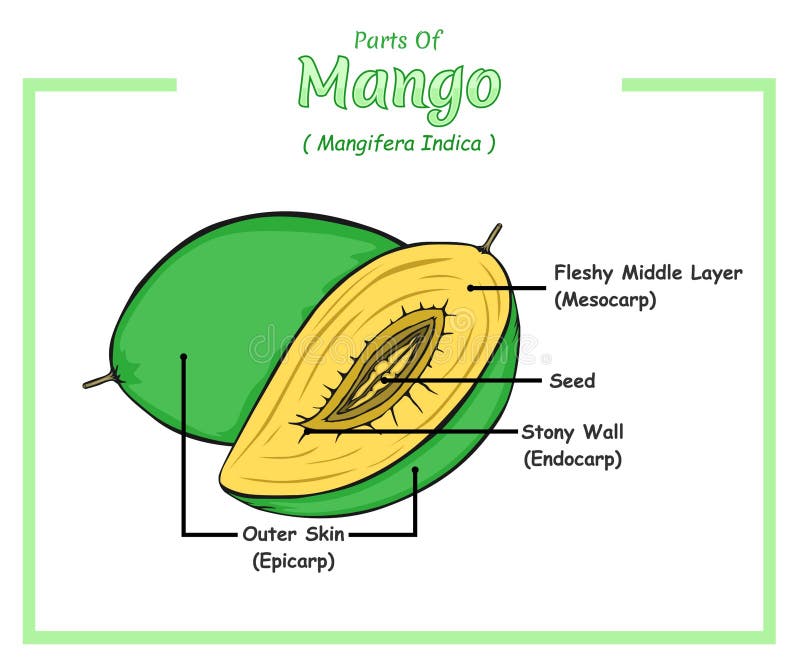 Part of a Mango stock vector. Illustration of children - 269286355